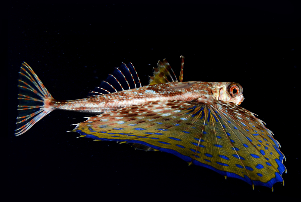 Moving Pictures Of Fish Swimming